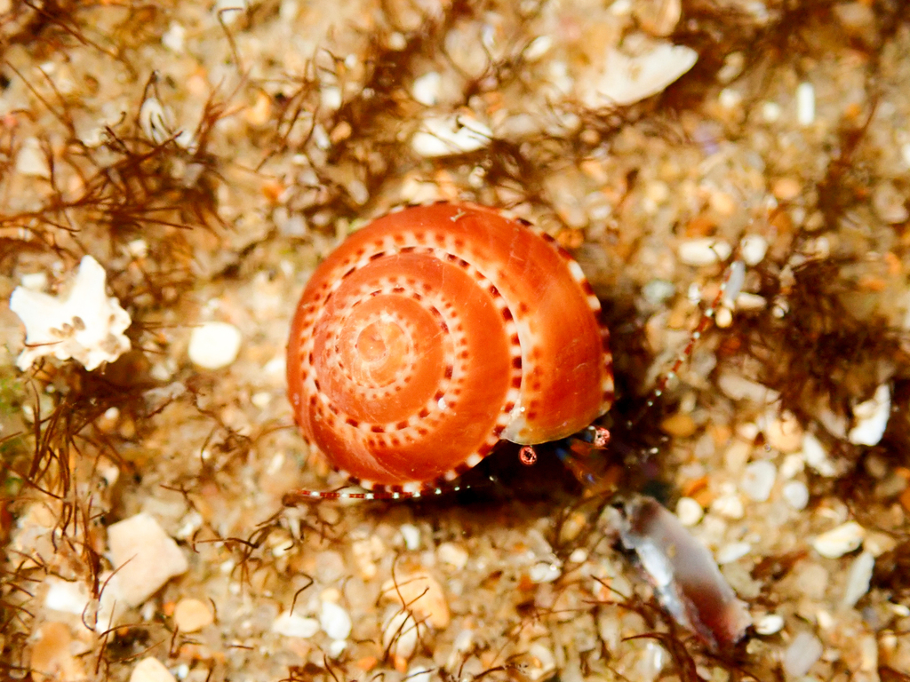 Philippia lutea from Bateau Bay Beach, NSW, Australia on January 3, 2025 at 05:11 PM by Felix ...