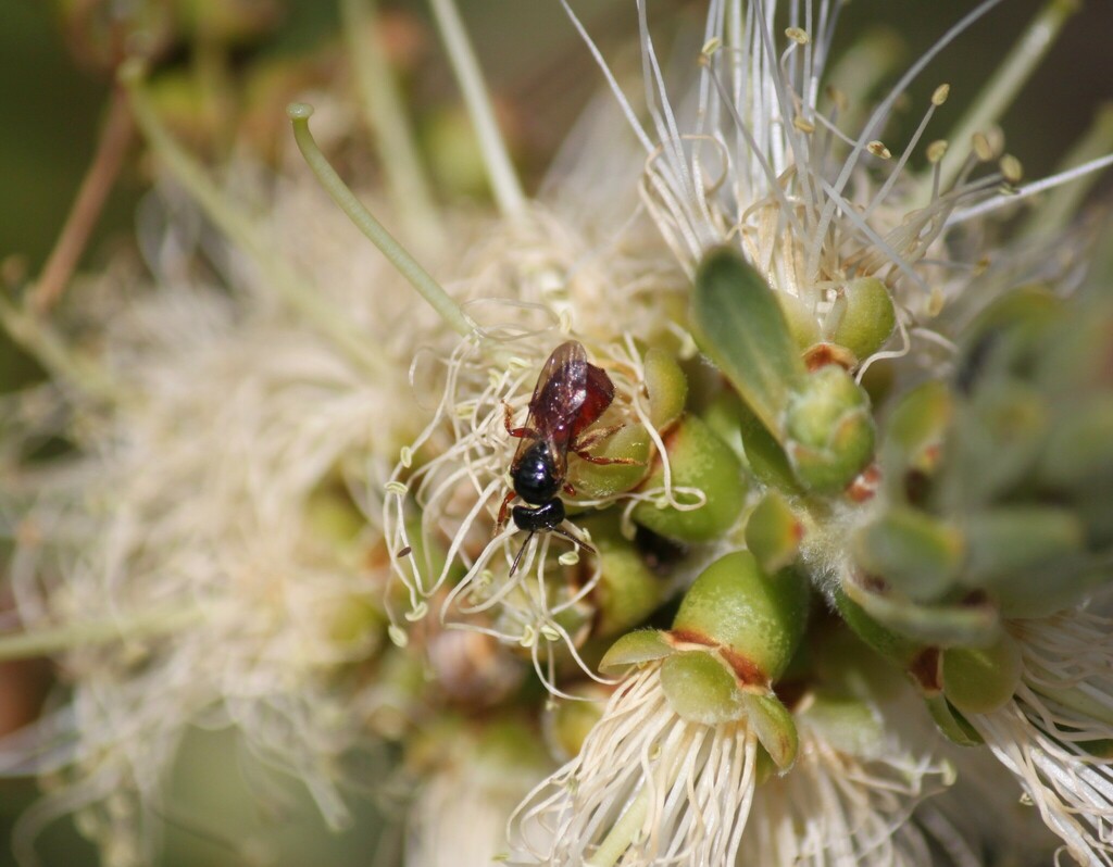 Bicoloured Reed Bee from Melbourne VIC, Australia on October 30, 2024 ...