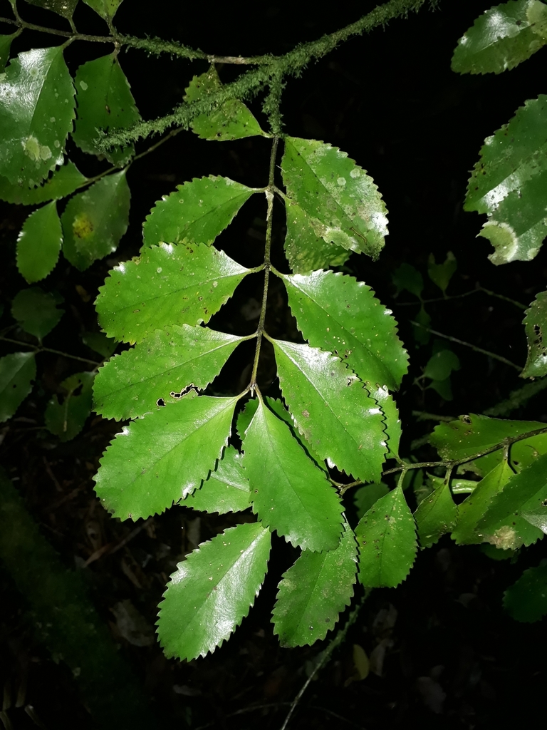 Pukatea from Horowhenua, NZ-MW, NZ on July 26, 2019 at 04:29 PM by Leon ...