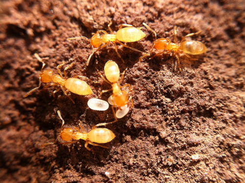 Acropyga myops · iNaturalist