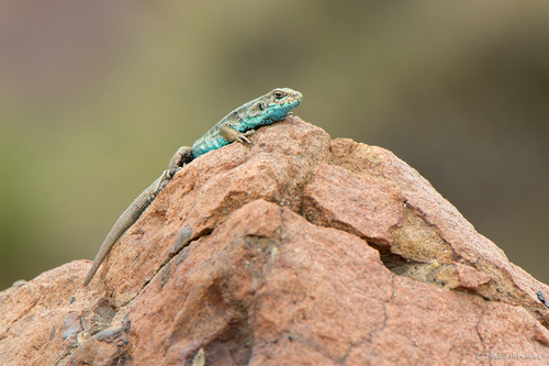 Blue Tree Iguana (Liolaemus coeruleus) - Snakes and Lizards