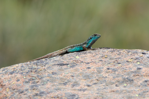 Blue Tree Iguana (Liolaemus coeruleus) - Snakes and Lizards