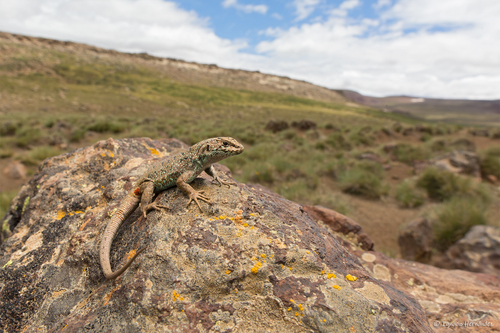 Blue Tree Iguana (Liolaemus coeruleus) - Snakes and Lizards