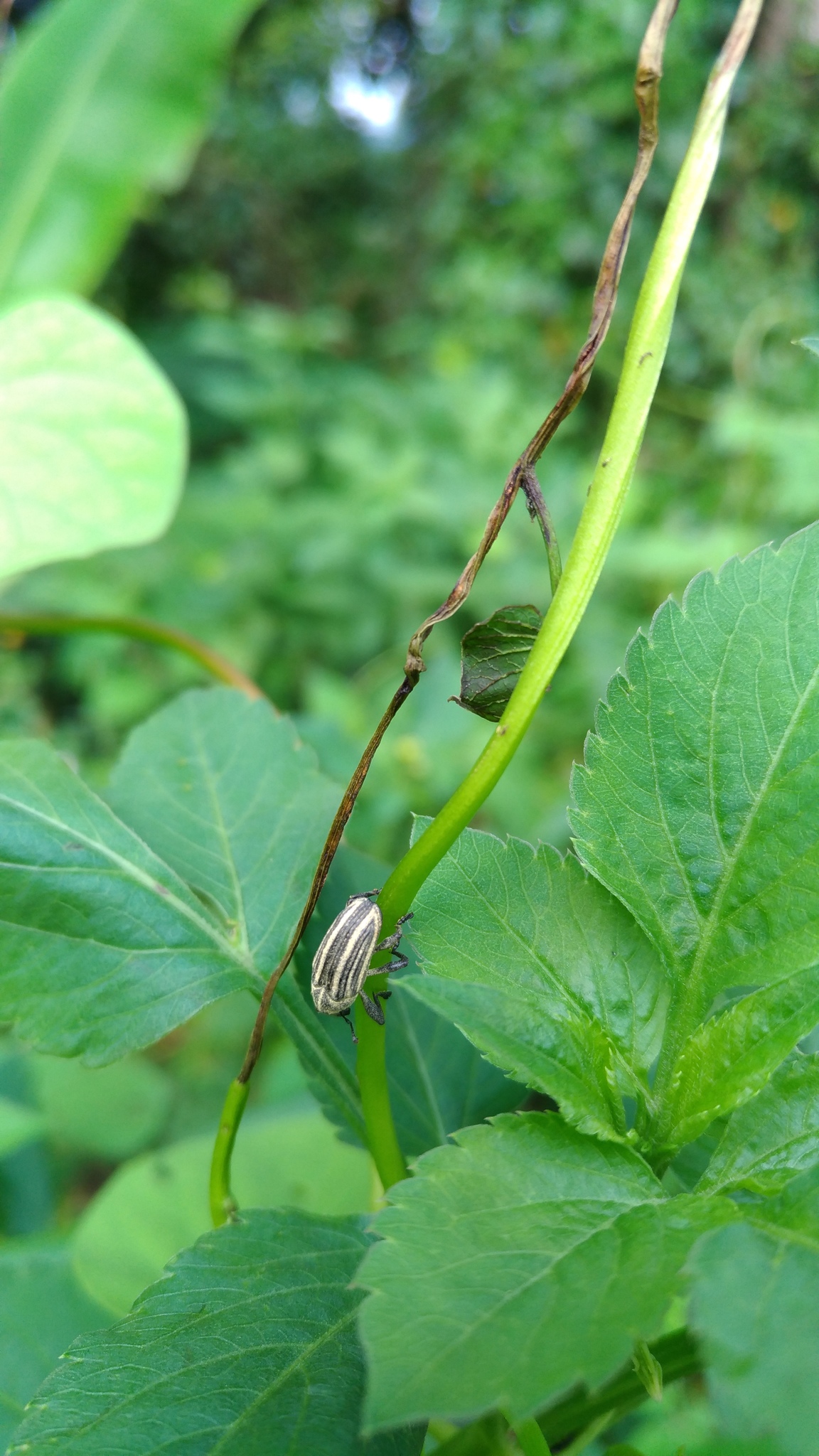 Sternuchopsis waltoni (Boheman, 1844)