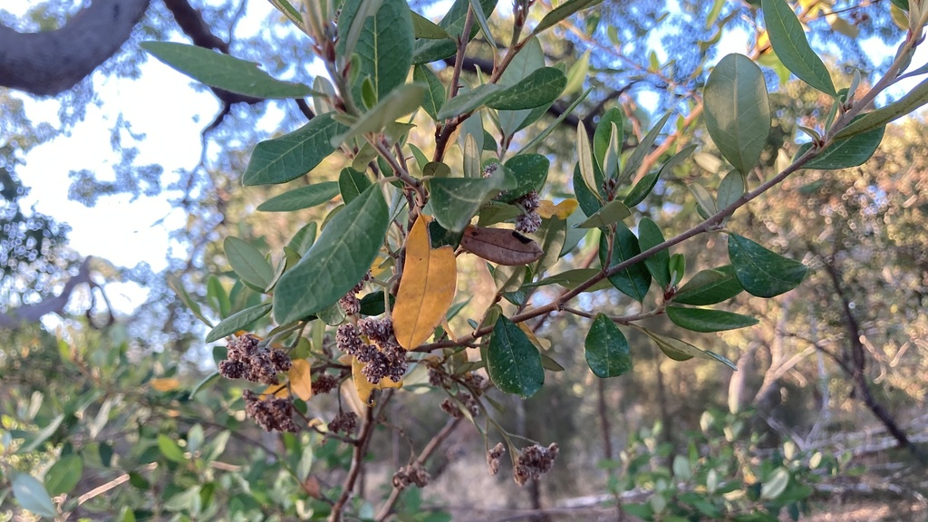 basket bush from Kings Park Bushland, Kings Park, WA, AU on January 2 ...