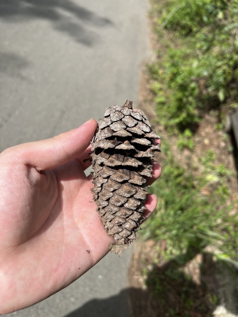 Hispaniolan pine in January 2025 by infinity2024 · iNaturalist