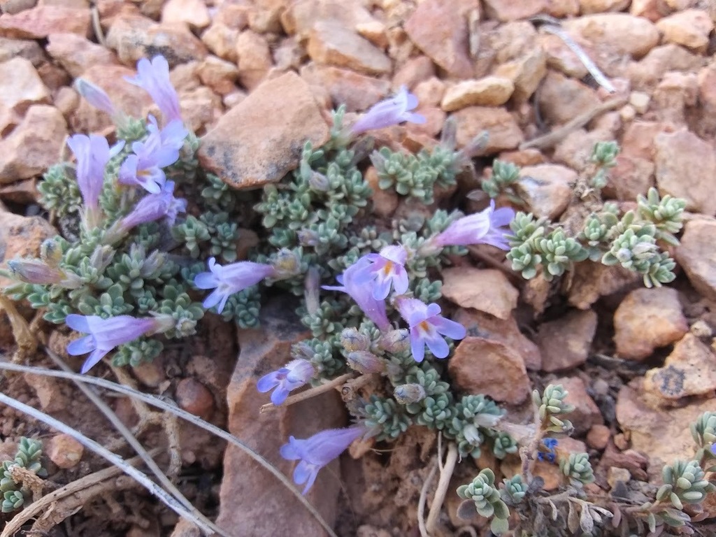 mat penstemon from Dixie National Forest on June 19, 2023 at 06:45 PM ...