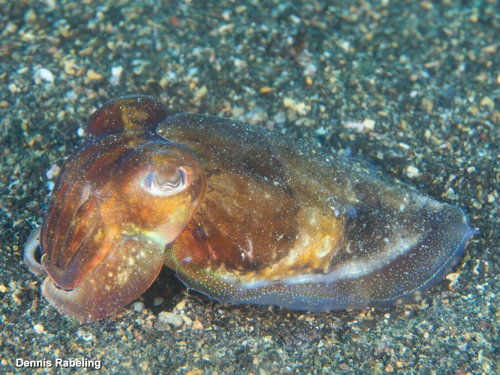 European Common Cuttlefish from Las Palmas, ES-CN, ES on January 3 ...