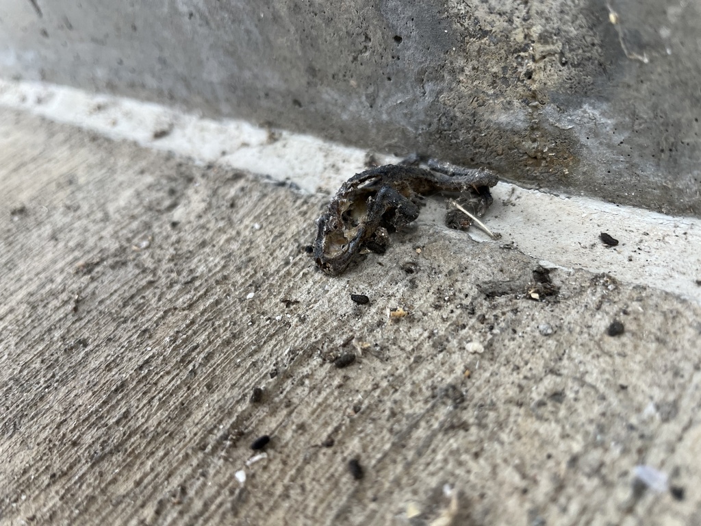 Frogs and Toads from Knox County, US-TN, US on January 3, 2025 at 10:27 ...