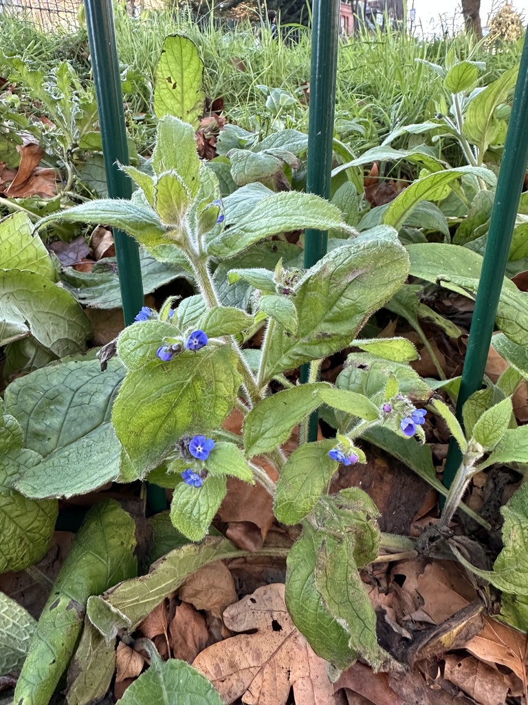Green Alkanet from Hampstead Green, London, England, GB on January 3 ...