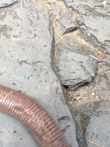 Darwin's Ringed Worm Lizard (Amphisbaena darwinii) - Snakes and Lizards