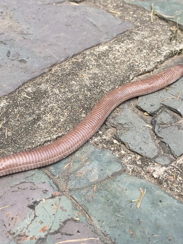 Darwin's Ringed Worm Lizard (Amphisbaena darwinii) - Snakes and Lizards