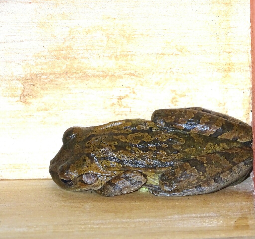 Cuban Tree Frog from Gonzales Place, The Villages, Lady Lake, FL, USA ...