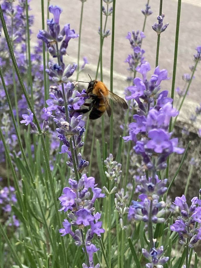 Diverse Bumble Bee from Funatsu, Fujikawaguchiko, Minamitsuru District ...