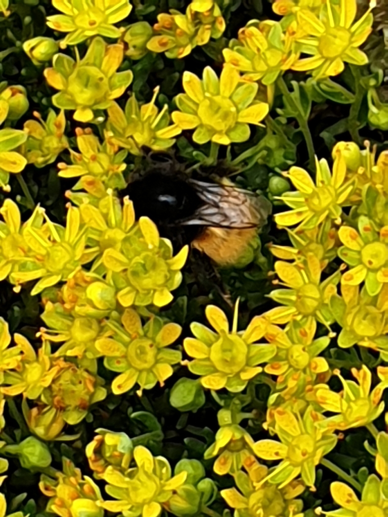 Alpine Bumble Bee in July 2019 by albach · iNaturalist