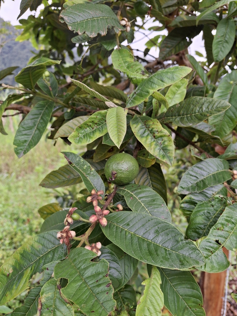 Common guava from Gonzalo Diaz de Pineda (El Bombon), Ecuador on ...