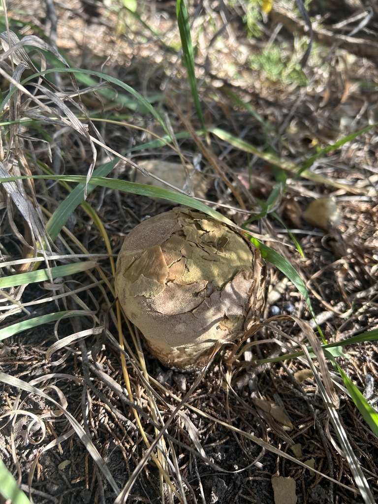 Brain puffball from Chisholm Creek Park, Wichita, KS, US on January 3 ...