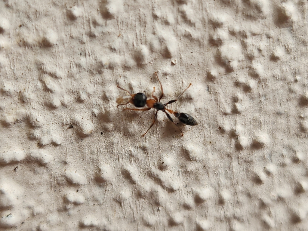 Graceful Twig Ant from Bosques del Rey, Guadalupe, N.L., México on ...