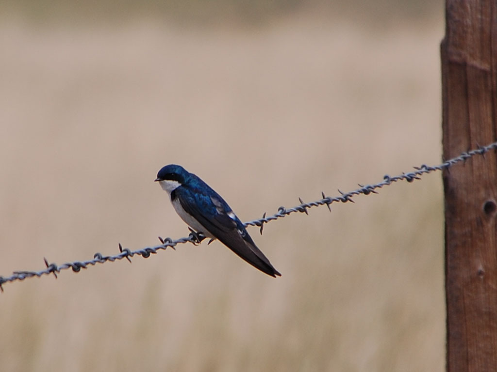 Tree Swallow from Hutton Lake National Wildlife Refuge, Laramie, WY ...