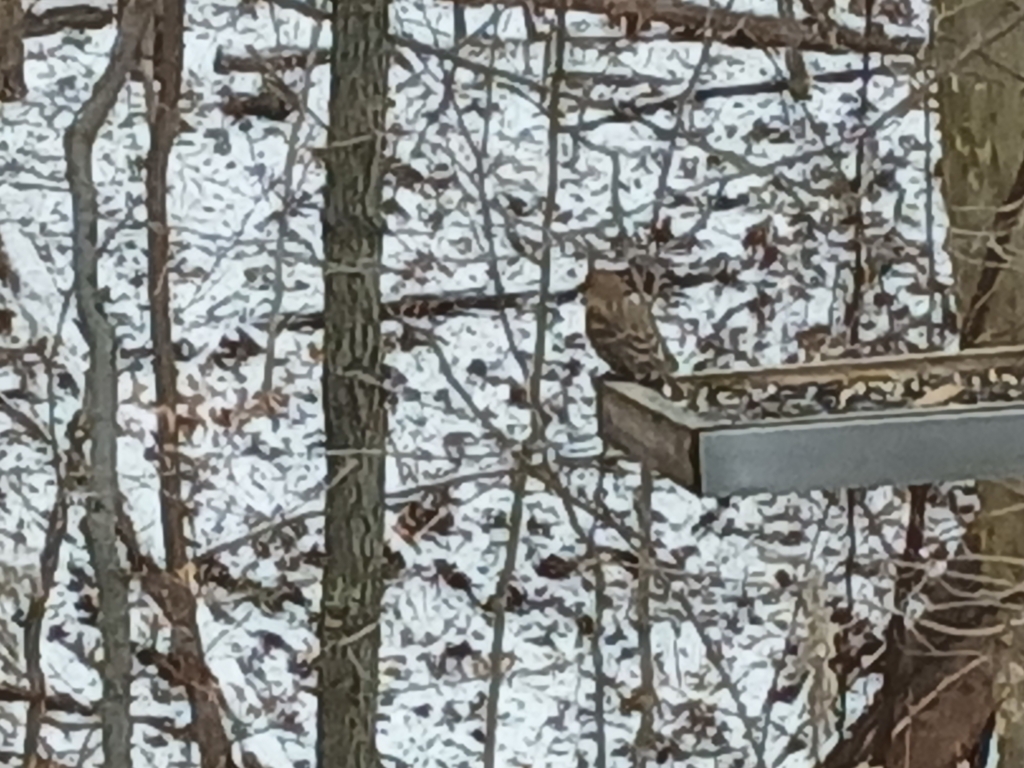 Siskins and New World Goldfinches from Berrien Center, MI 49102, USA on ...