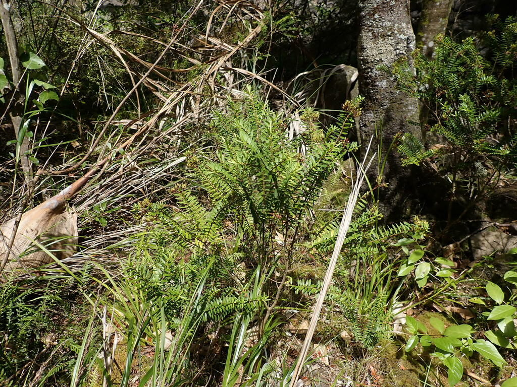 Veronica diosmifolia from Titoki 0172, New Zealand on December 22, 2024 ...