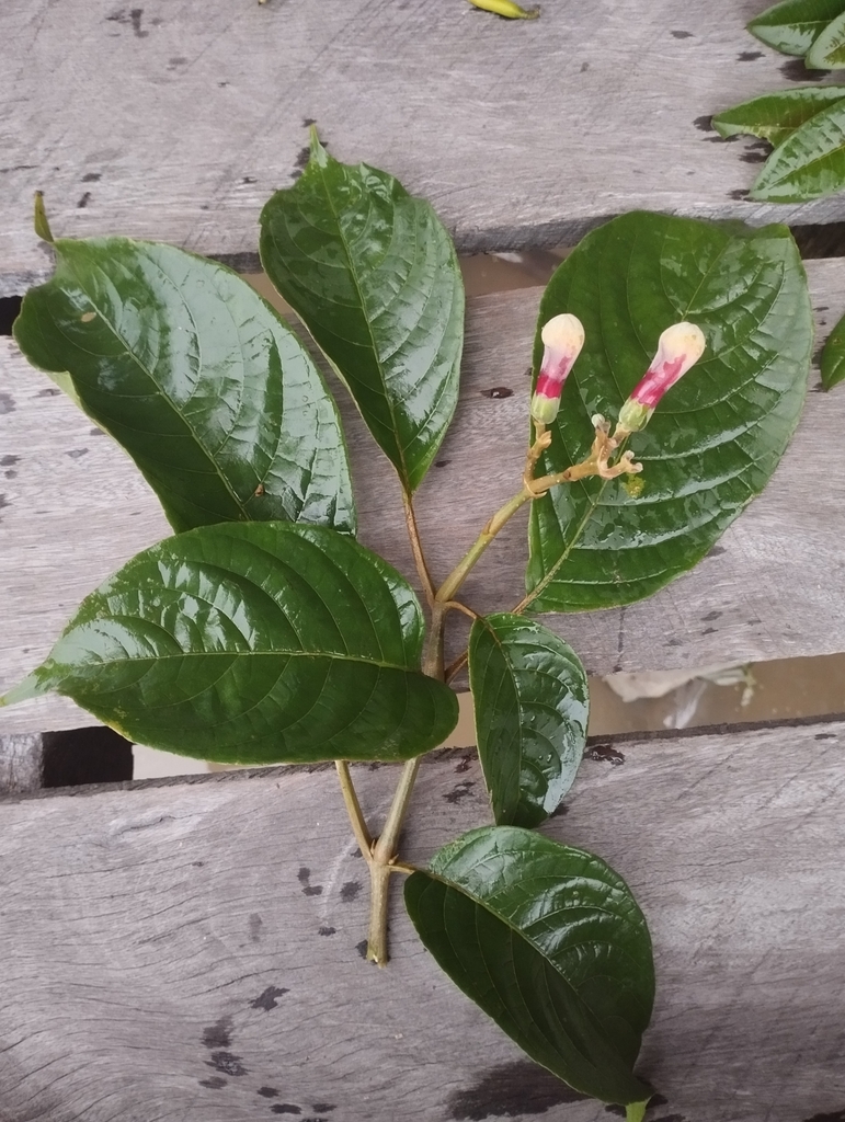 Trichanthera gigantea from Gurupá, PA, 68300-000, Brasil on January 3 ...