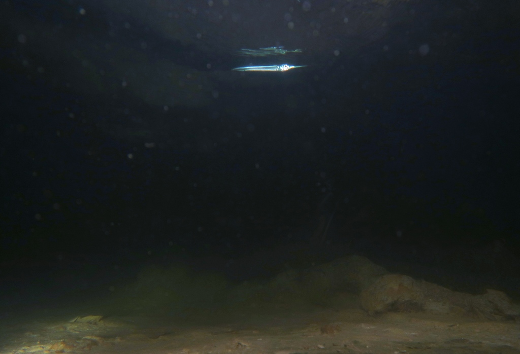 Southern Garfish from Cowell SA 5602, Australia on July 24, 2019 at 12: ...