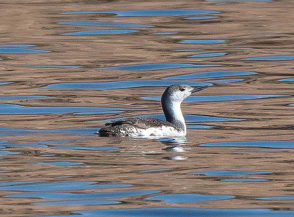 Red-throated Loon from Maricopa County, AZ, USA on January 02, 2025 at ...