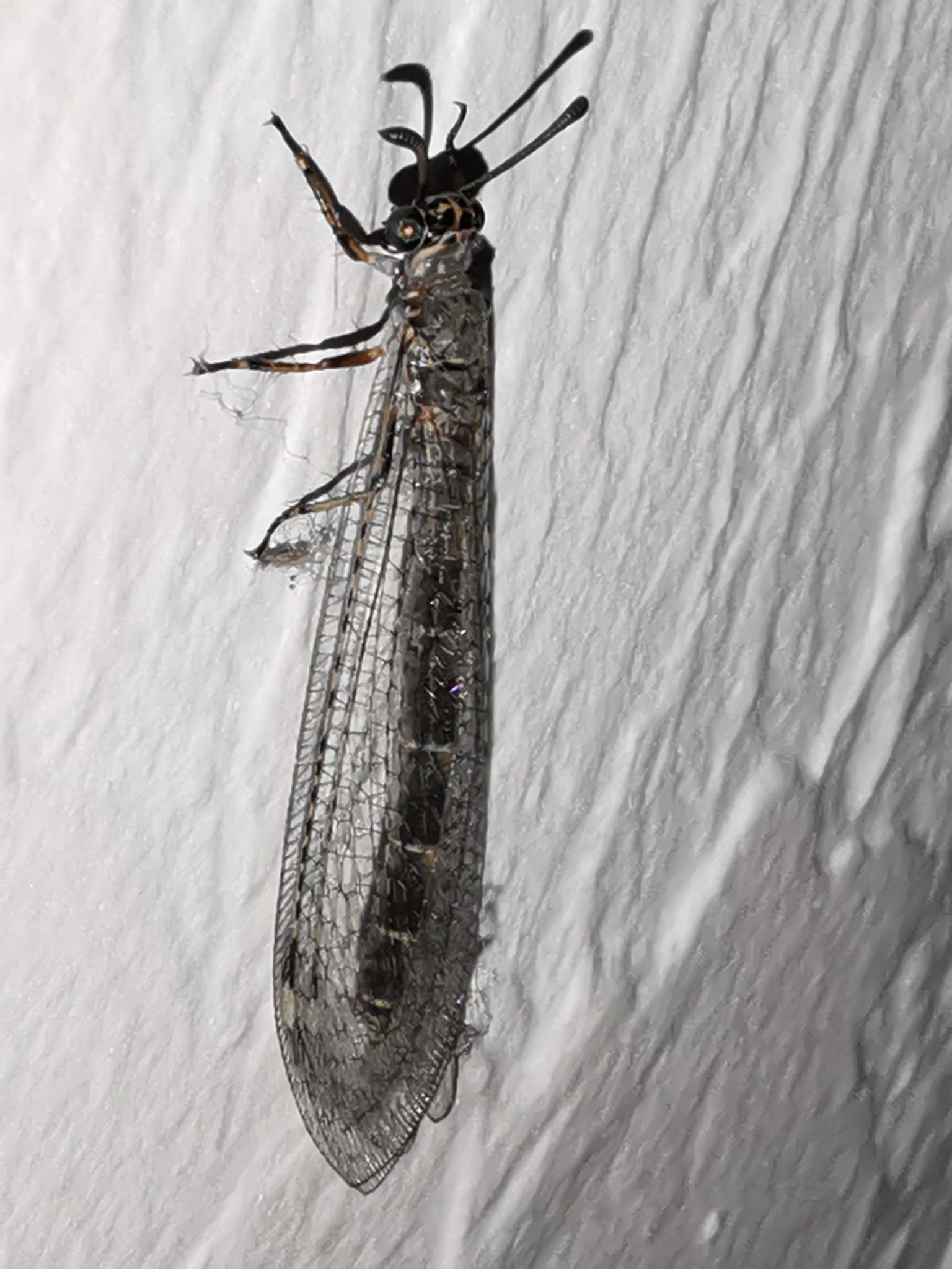 Myrmeleon inconspicuus Rambur, 1842