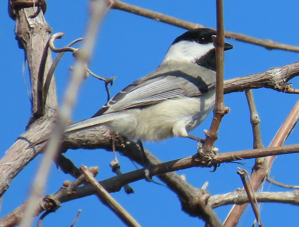 Carolina Chickadee from West Meadowbrook, Fort Worth, TX, USA on ...