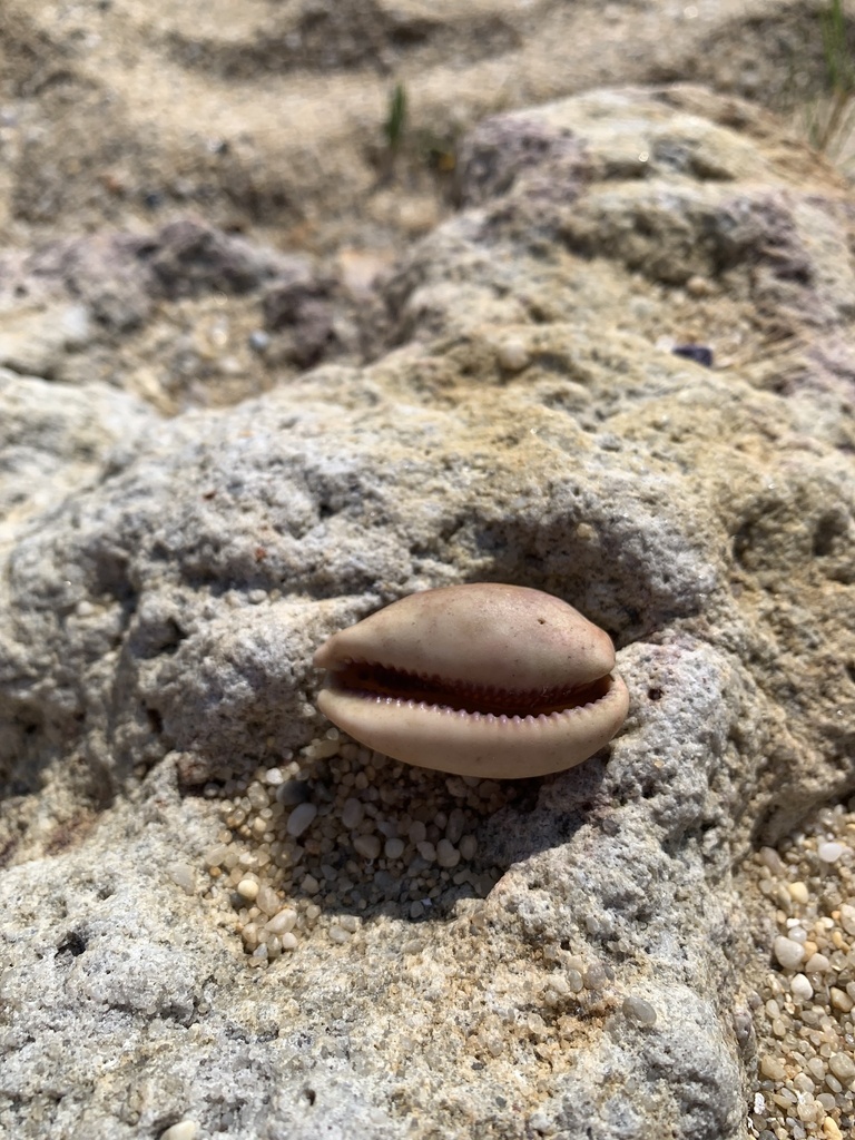 Carnelian Cowry from Beecroft Peninsula, NSW, AU on January 4, 2025 at ...
