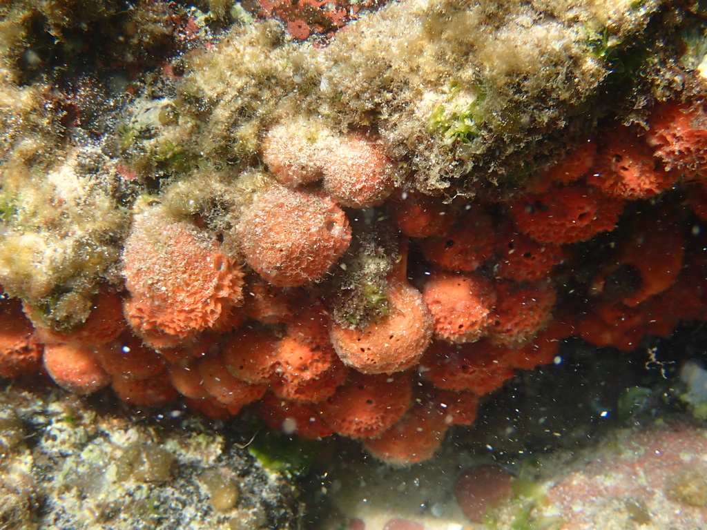Puffball Sponges from Merimbula NSW 2548, Australia on December 29 ...