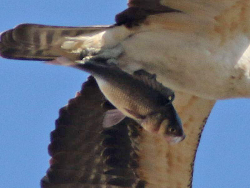 White Perch from Bayside, Queens, NY, USA on April 11, 2018 at 10:15 AM ...