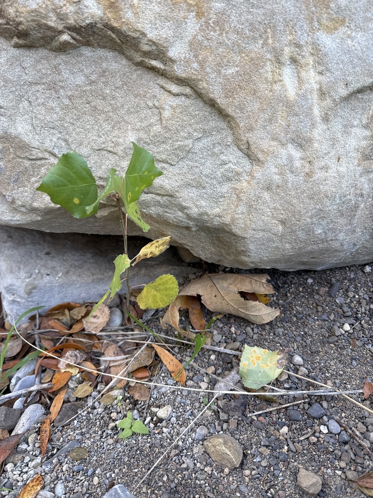 Melampsora occidentalis from Santa Barbara County, US-CA, US on January ...