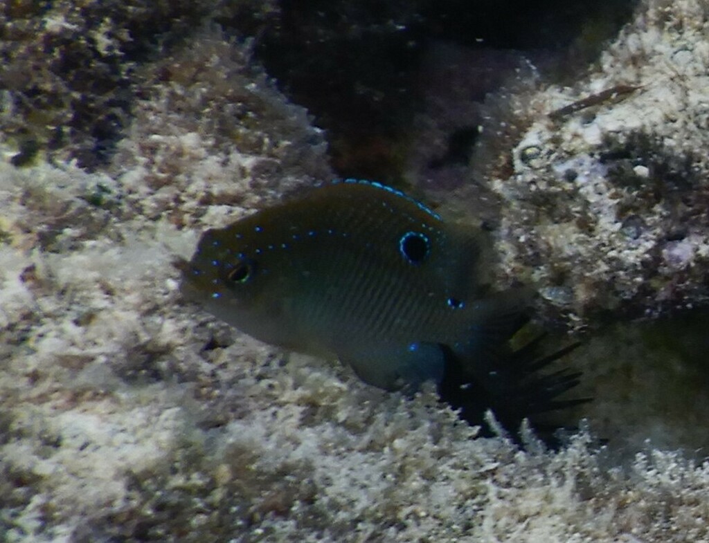 Longfin Damselfish from Chill Island Beach, Coco Cay, The Bahamas on ...