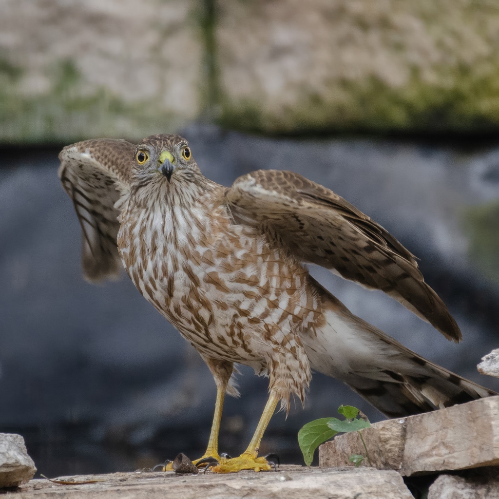 Sharp-shinned Hawk from Alice on January 3, 2025 at 04:01 PM by Mike ...