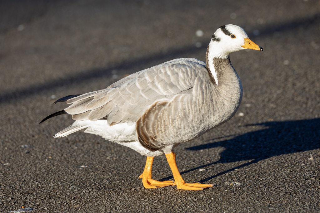Bar-headed Goose from Birmingham, UK on January 2, 2025 at 01:48 PM by ...