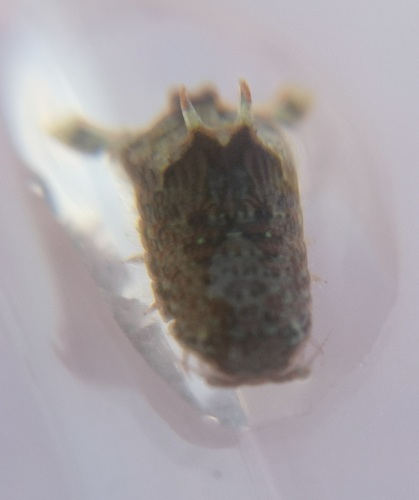 Horned Isopod (Dynamene bidentata) · iNaturalist