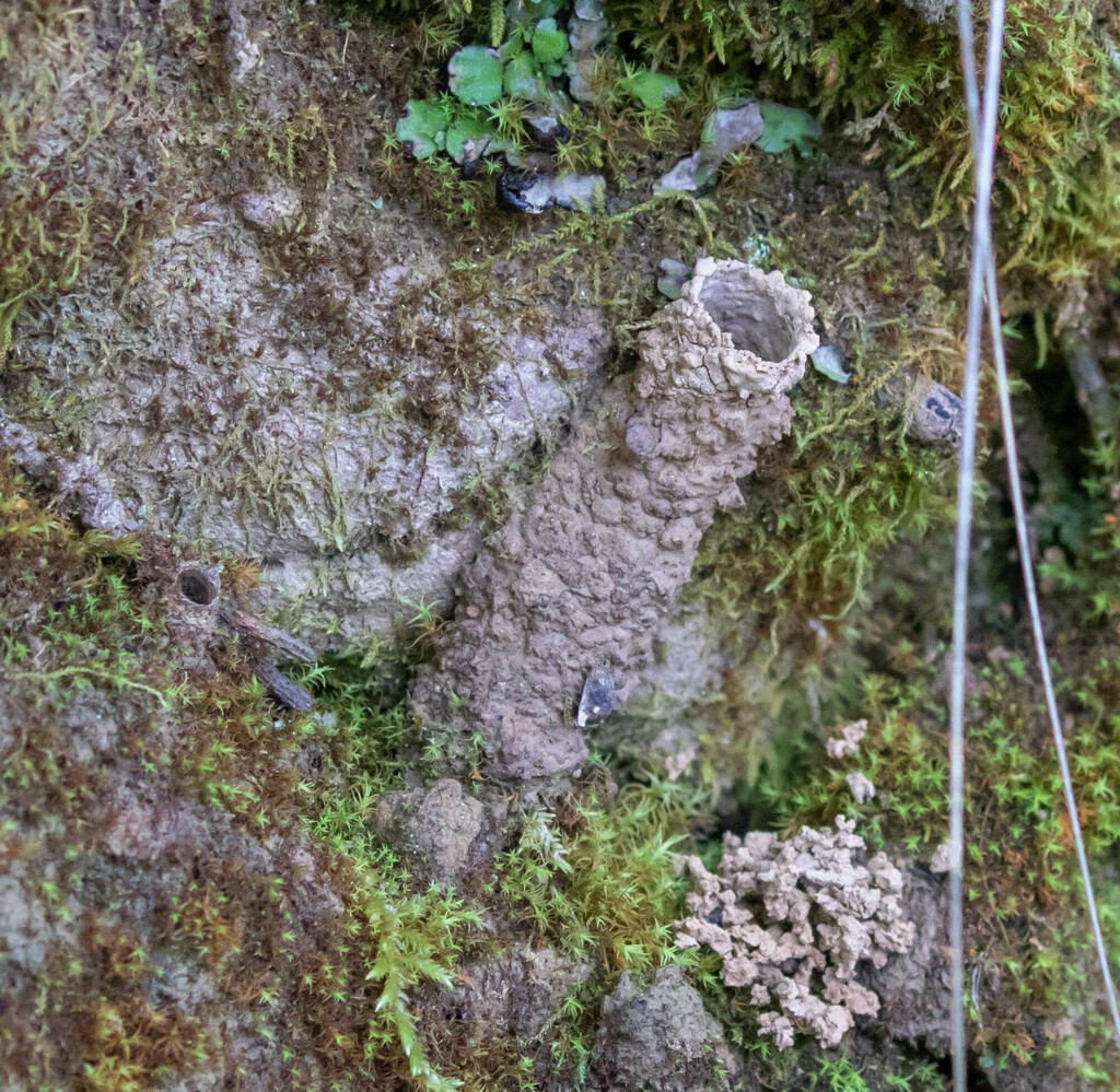 California Turret Spider from Mount Diablo State Park, Contra Costa ...