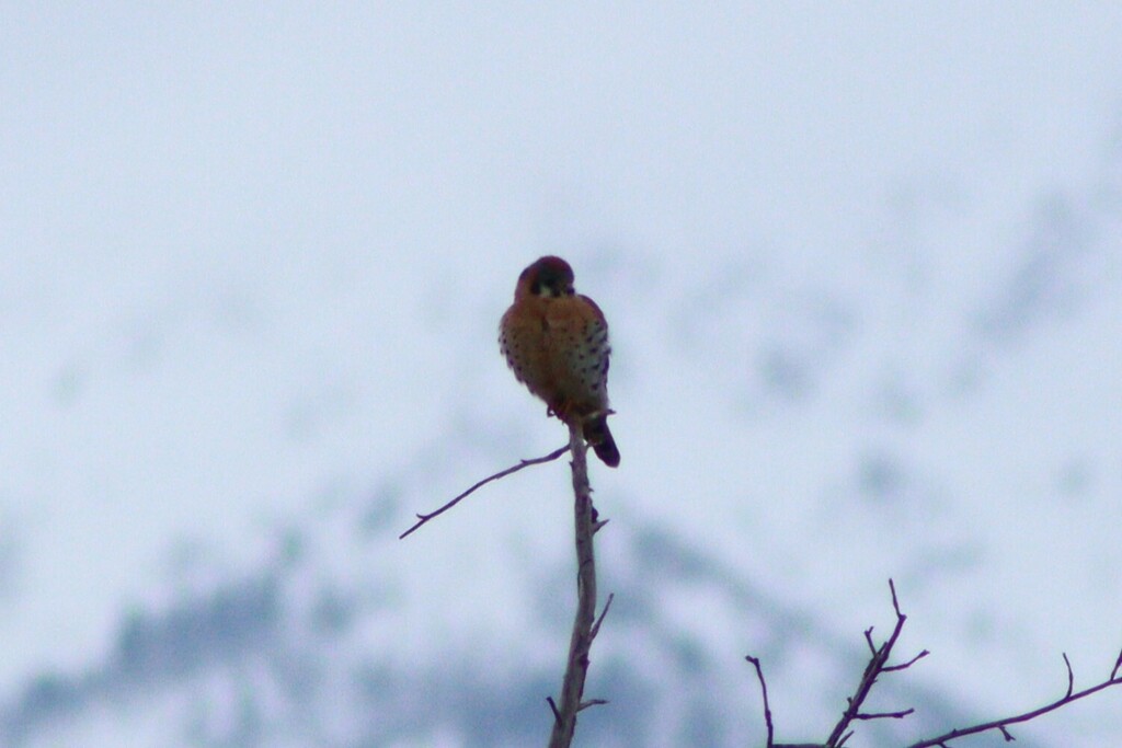 Northern American Kestrel from Baker County, OR, USA on December 28 ...