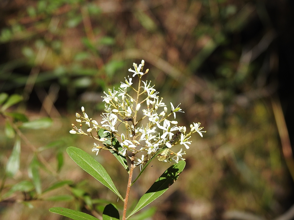 Australian Blackthorn from Frankston Nature Conservation Reserve ...