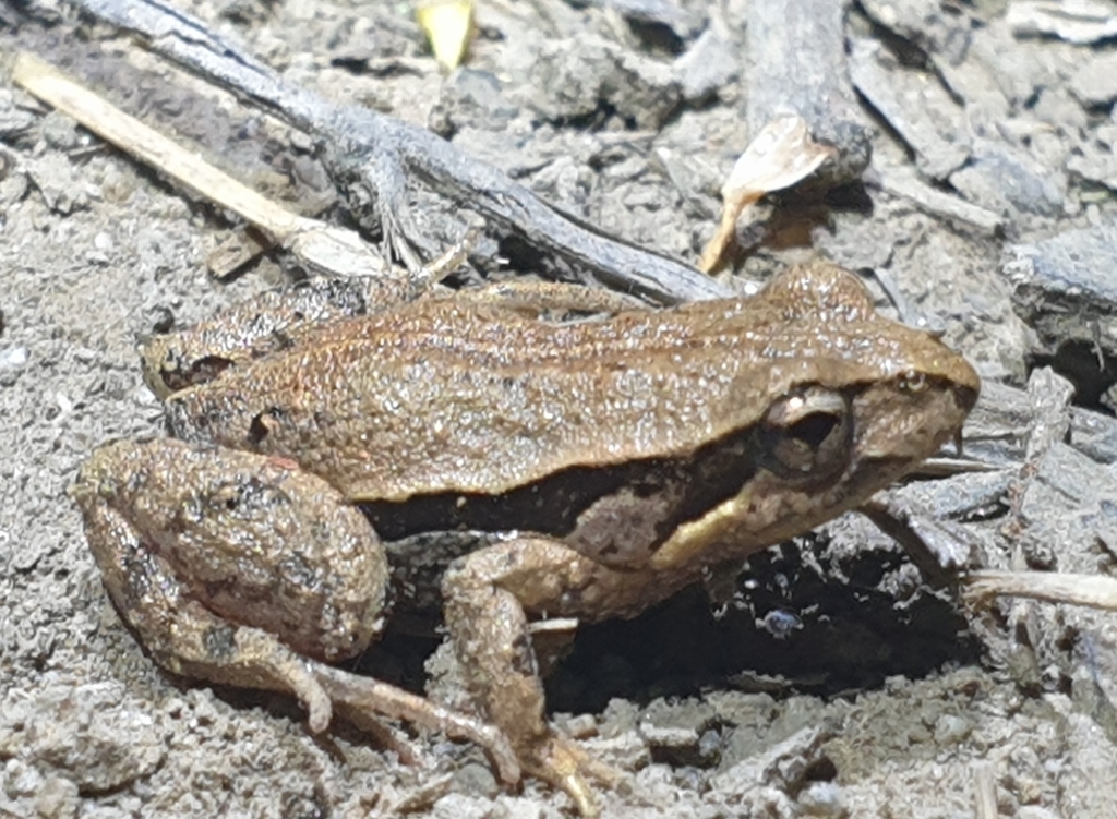 Common Eastern Froglet from Bonegilla VIC 3691, Australia on January 03 ...