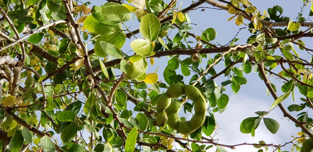 Guamúchil from Rufina, Guayanilla 00656, Puerto Rico on July 26, 2019 ...