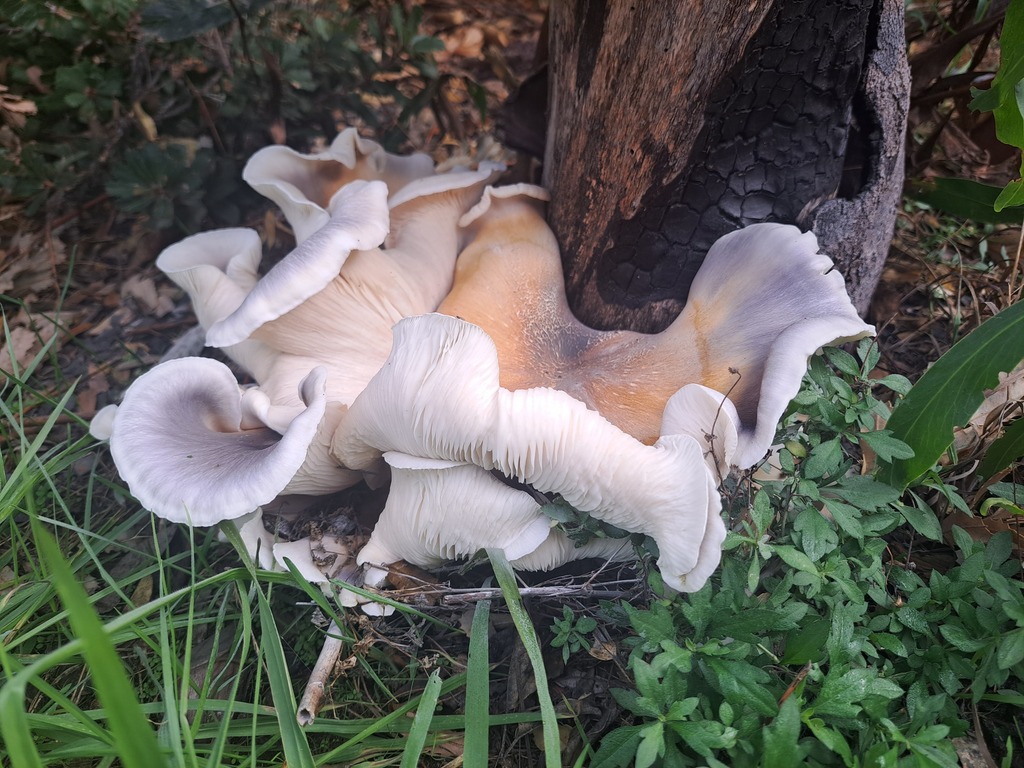 ghost fungus from Victor Harbor - Goolwa SA, Australia on June 4, 2023 ...