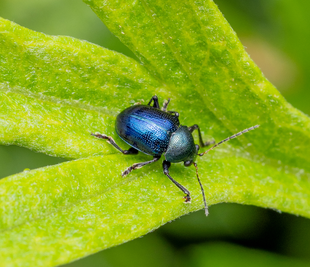 Basilepta from 中国浙江省杭州市富阳区 on June 09, 2024 at 11:44 AM by rofmsyb ...