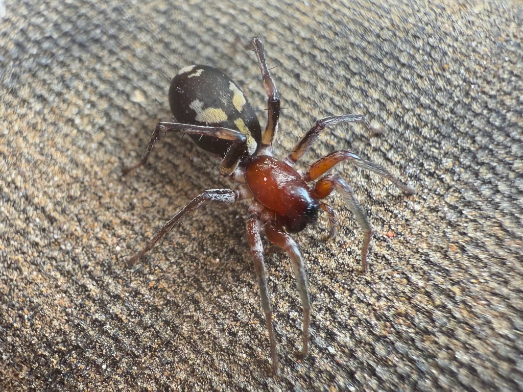 RTA Clade Spiders in January 2025 by Tom Hunt · iNaturalist