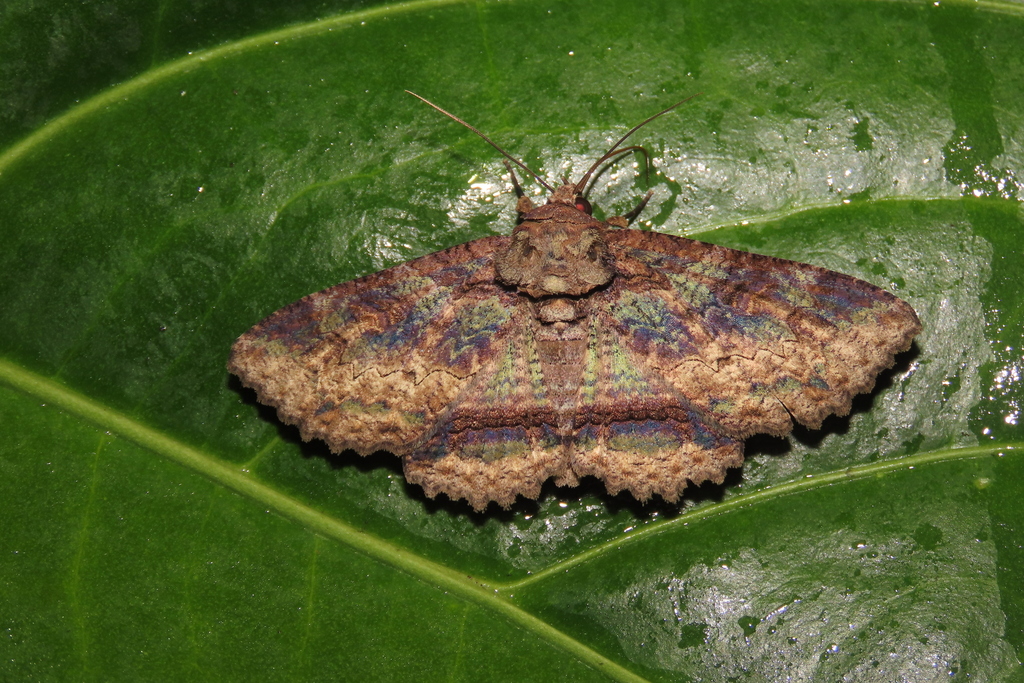 Zale Moths from Mocoa, Putumayo, Colombia on June 28, 2024 at 09:17 PM ...