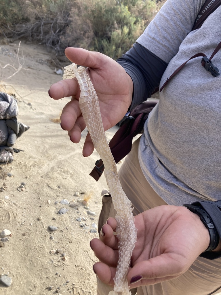 Colubrid Snakes from Anza-Borrego Desert State Park, Anza, CA, US on ...