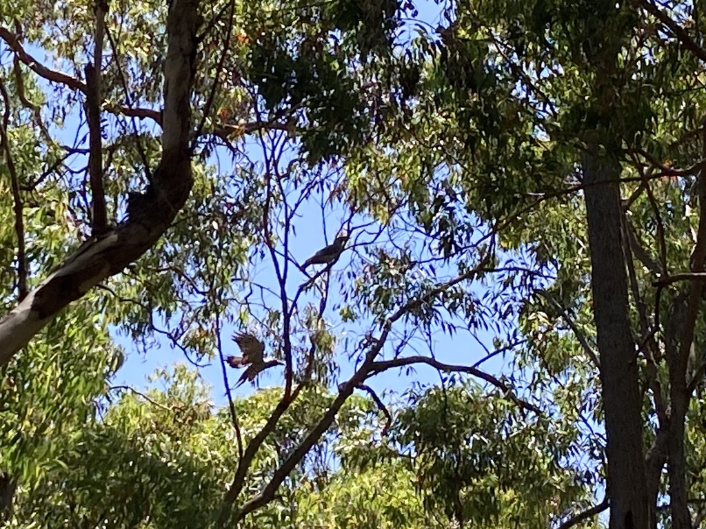 Channel-billed Cuckoo from George McGregor Park, New Lambton Heights ...