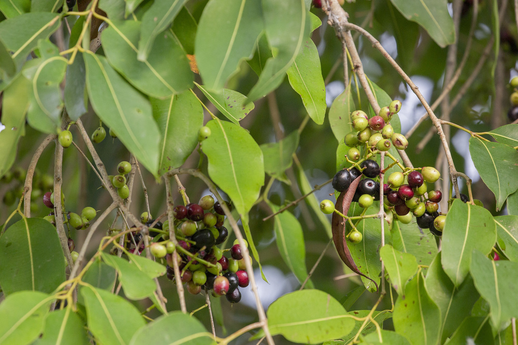Java plum (Syzygium cumini) - Botanical Realm